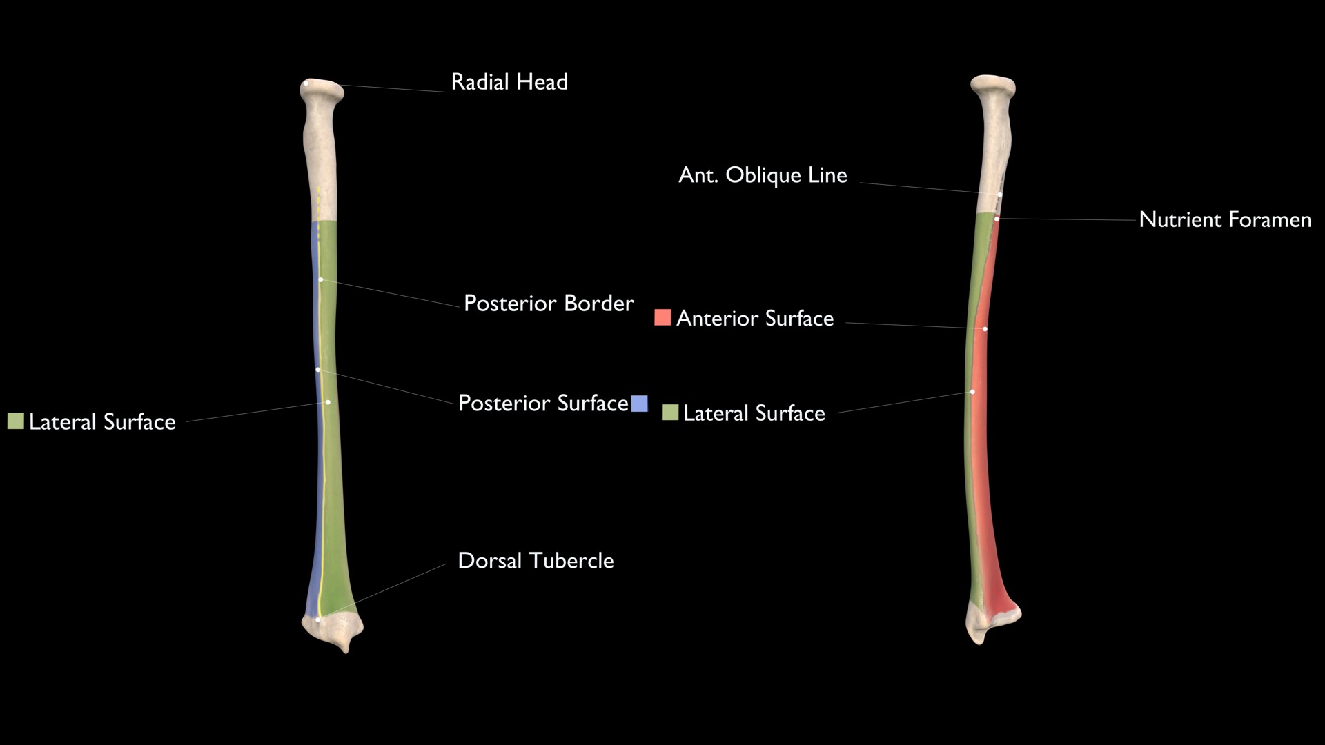 Radius 3d Anatomy Doc Jana