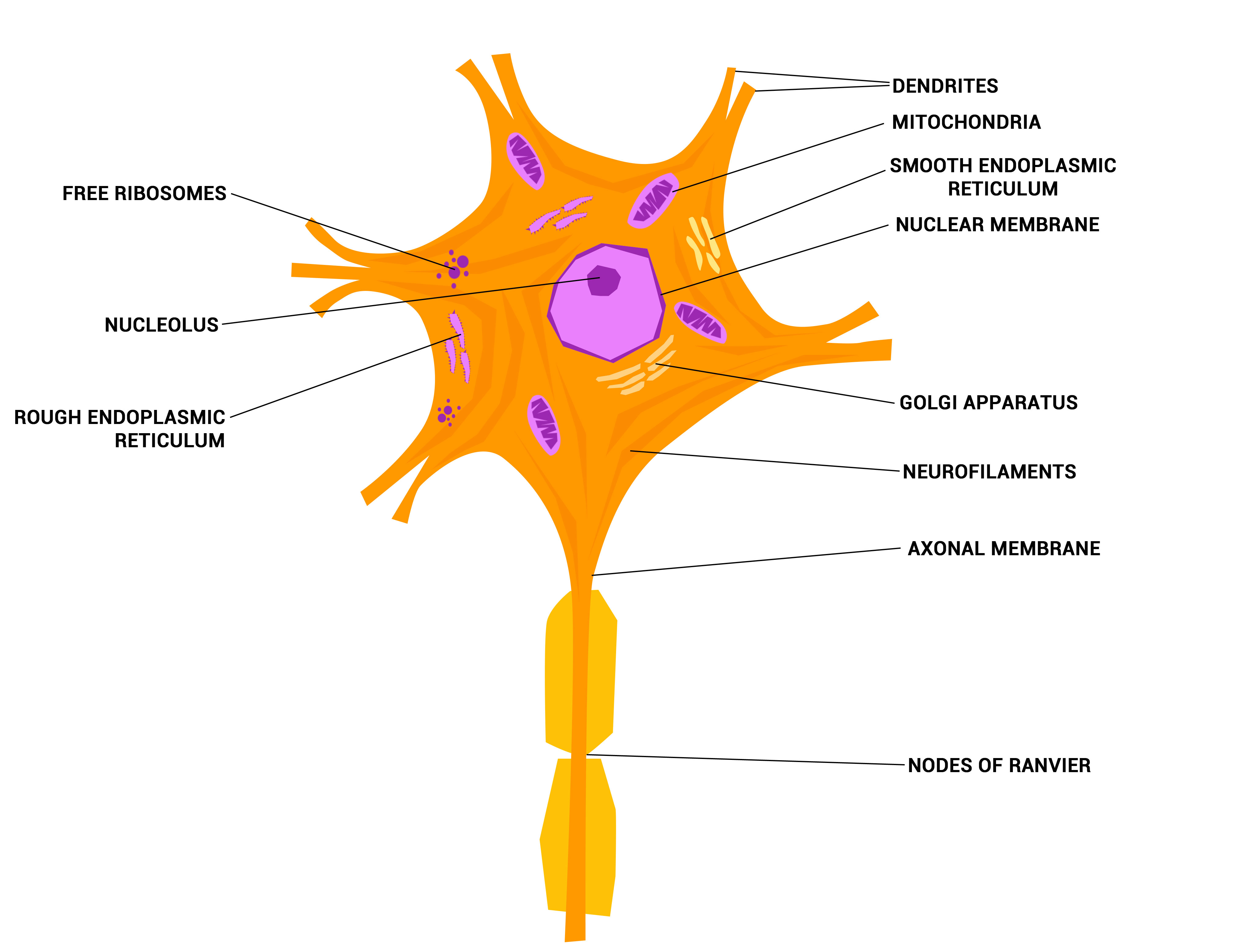 Neurons The Crazy Wires In Our Body Doctor Jana Neurons The Crazy Wires In Our Body Doctor Jana