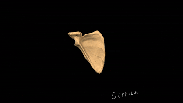 3d Human Scapula Bone 01 Model